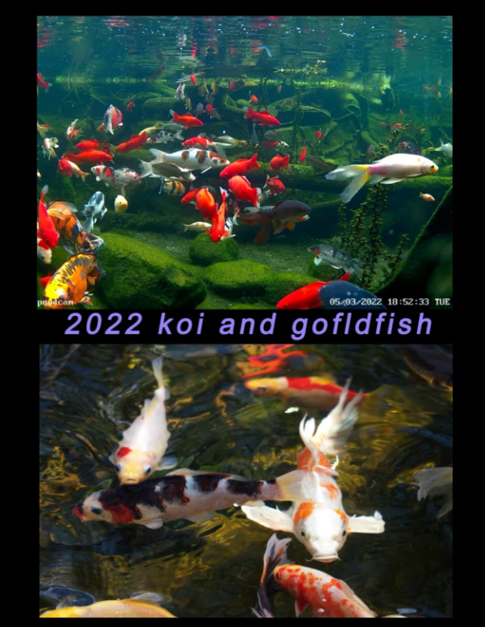 2022 Koi and Goldfish: Christian, Dean Michael: 9798372868496: Amazon ...