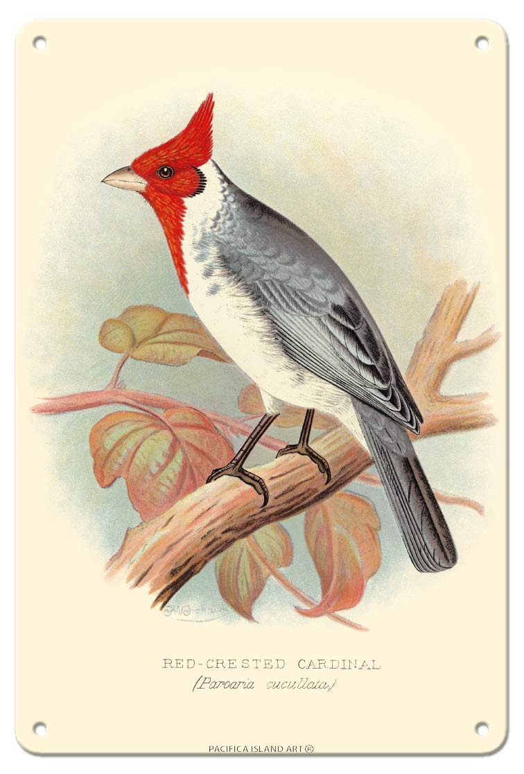Vintage Cardinal Illustration
