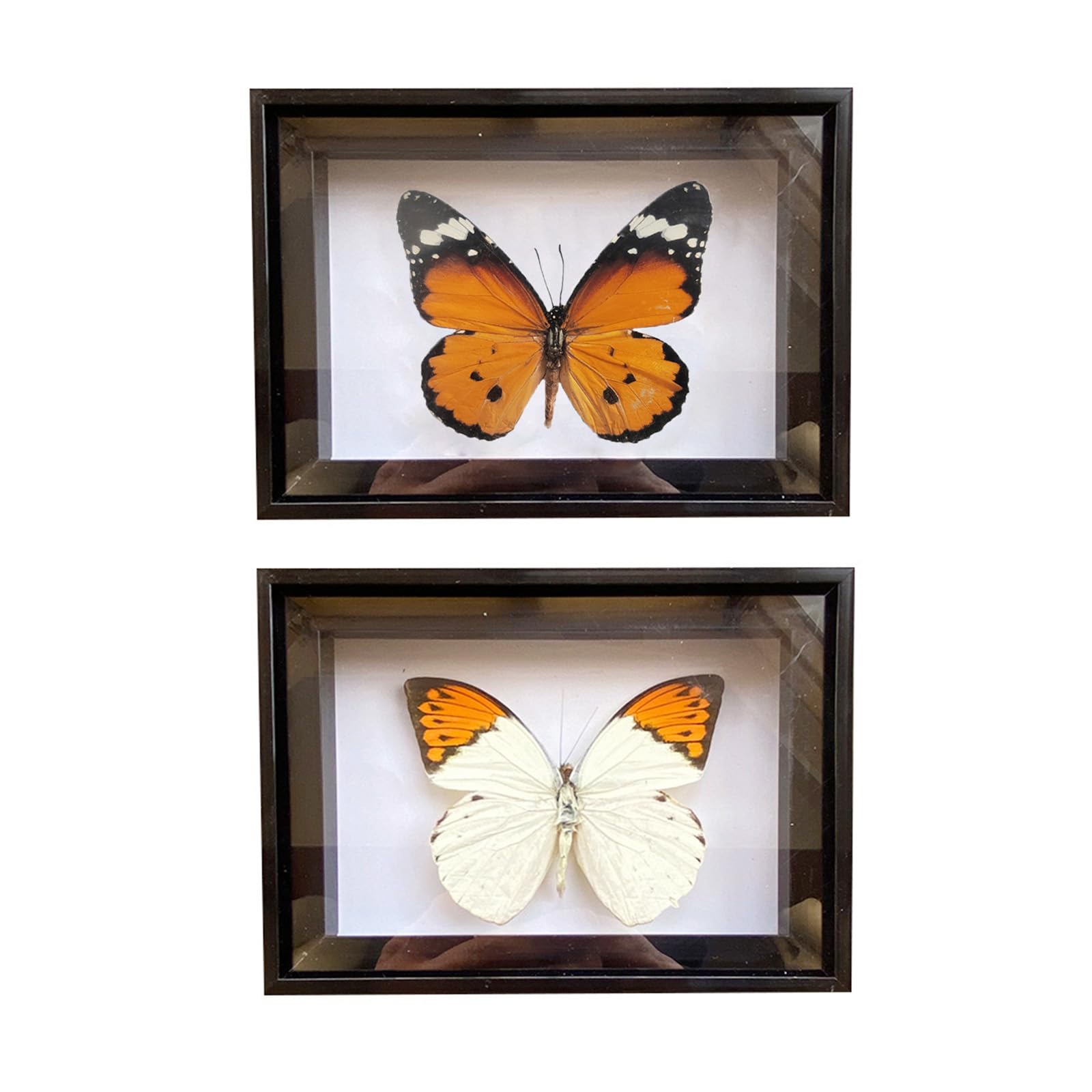 Amazon.com: CXUEMH 2 Pcs Framed Butterfly Real Butterfly Specimens ...