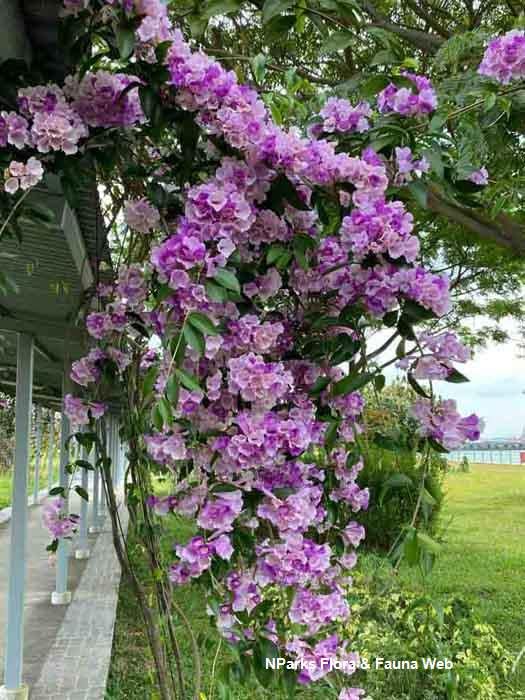 Oxygreenplant Rashun lata,Garlic Vine, Bellulli balli, Chanamlei, Lata ...