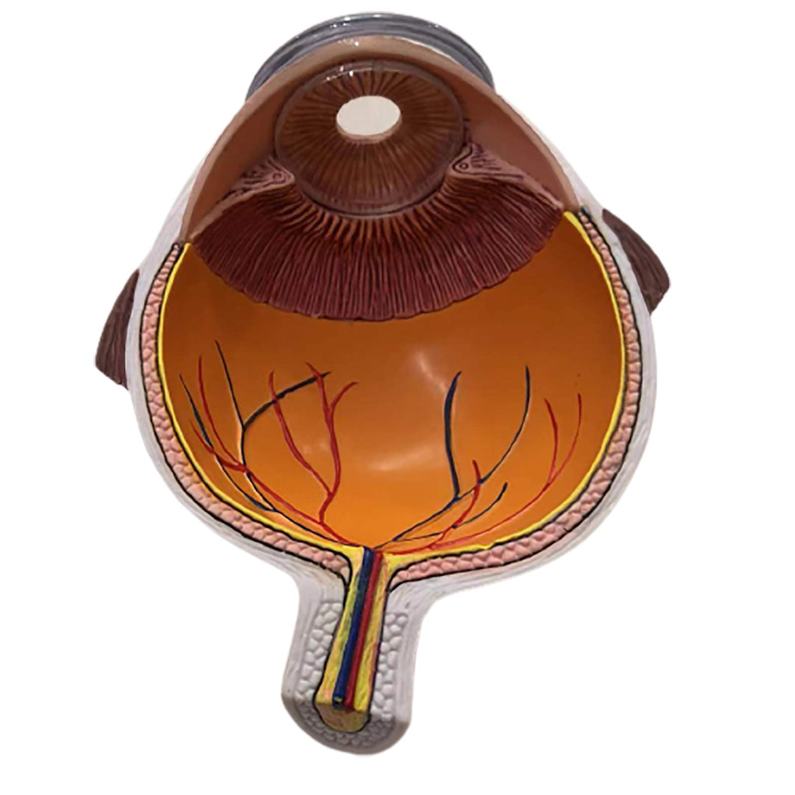 Buy Cross-Section Human Eye Model, Biology, Classroom Accessories ...