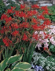Amazon.com : Crocosmia Lucifer 10 bulbs : Plant Bulb Collections ...