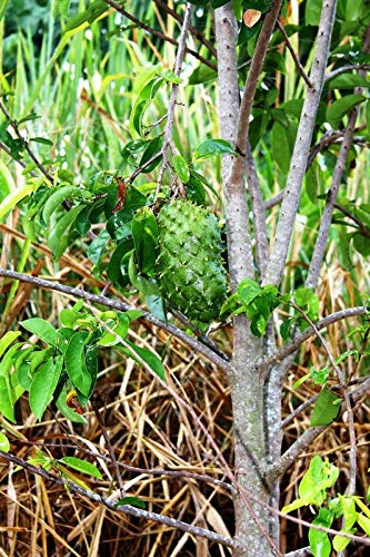 Plants Point Rare Exotic Tropical Prickly Custard Apple" Mullatha ...
