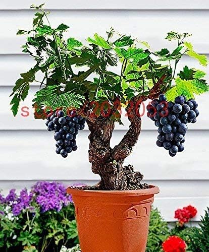 Grape Seeds 50 Japanese Dwarf Kyoho (Vitis labrusca) Deep Purple Table ...