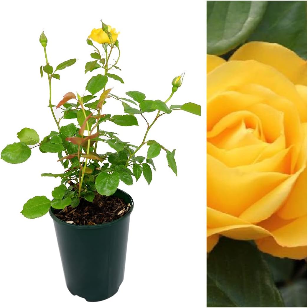 Sweet Child of Mine - 5.5lt Potted Floribunda Garden Rose Bush - Creamy ...