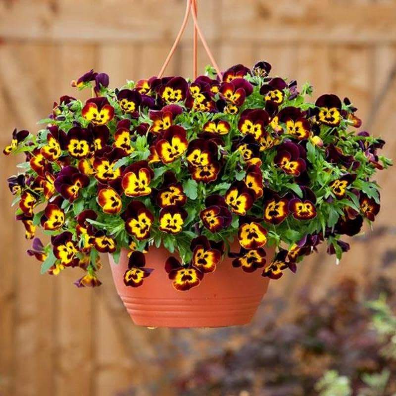 Amazon.com : Seeds4planting - Seeds Cool Wave Fire Pansy Viola Flowers ...