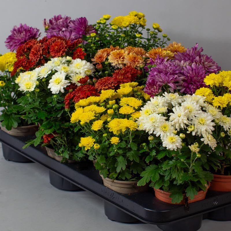 3 x Chrysanthemum Garden mums - Plants Outdoor Garden Ready, in 10.5cm ...