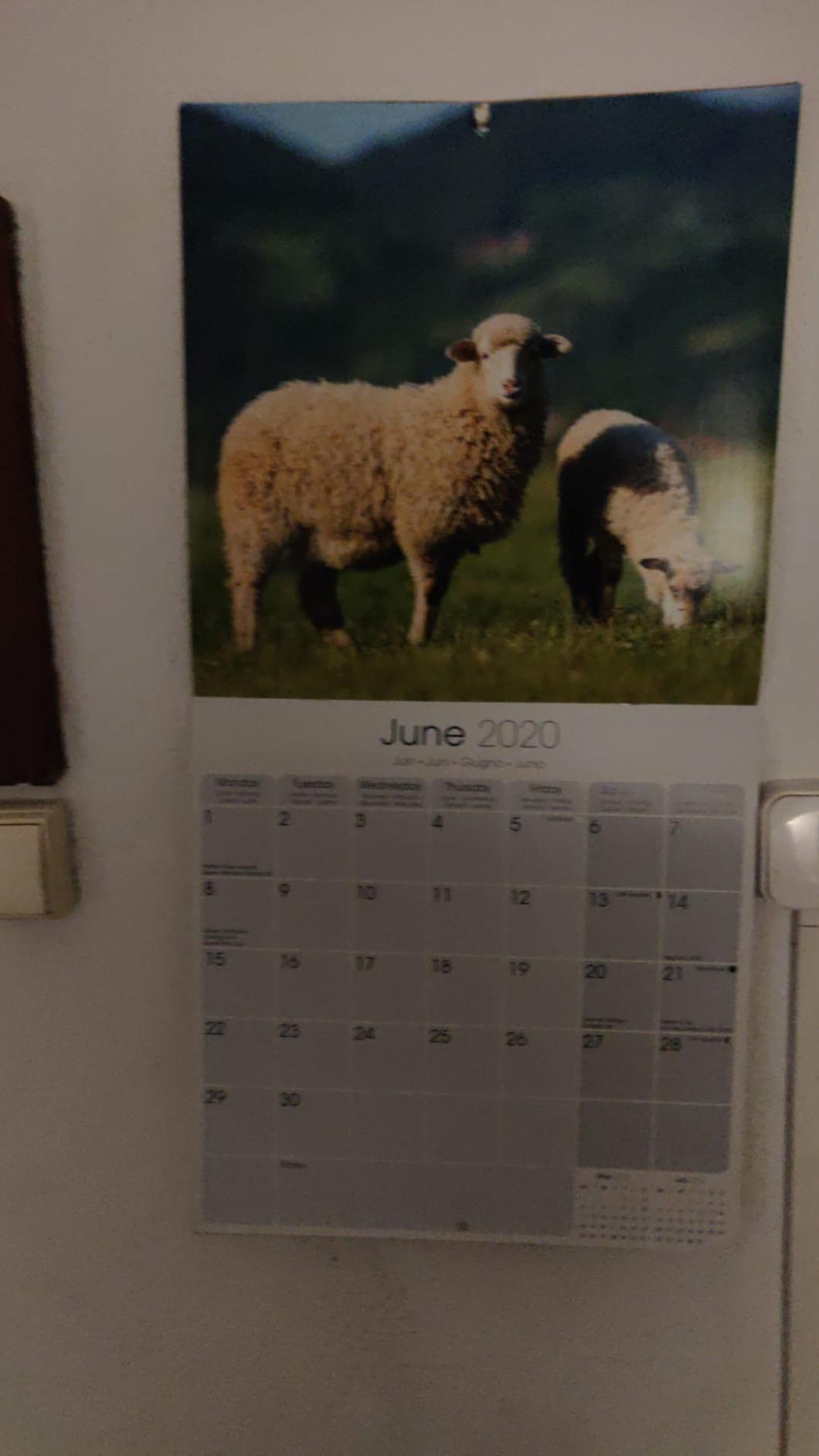 Sheep Calendar 2020 : Avonside Publishing Ltd: Amazon.co.uk: Books