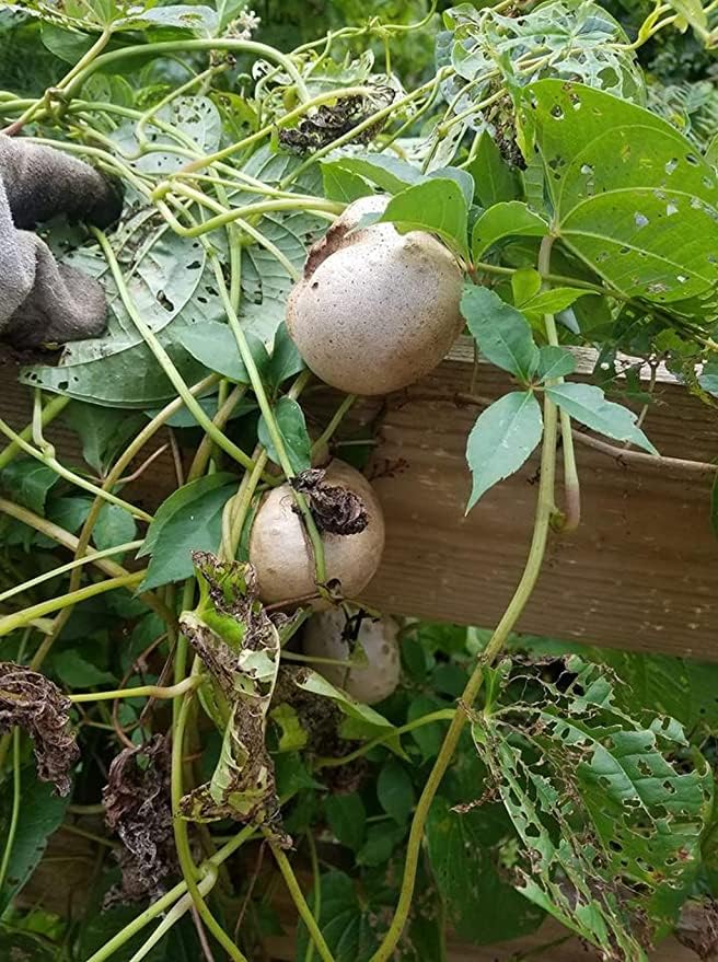 Hug A Plant | Air Potato | Adathapu Dioscorea Bulbifera Vine for ...