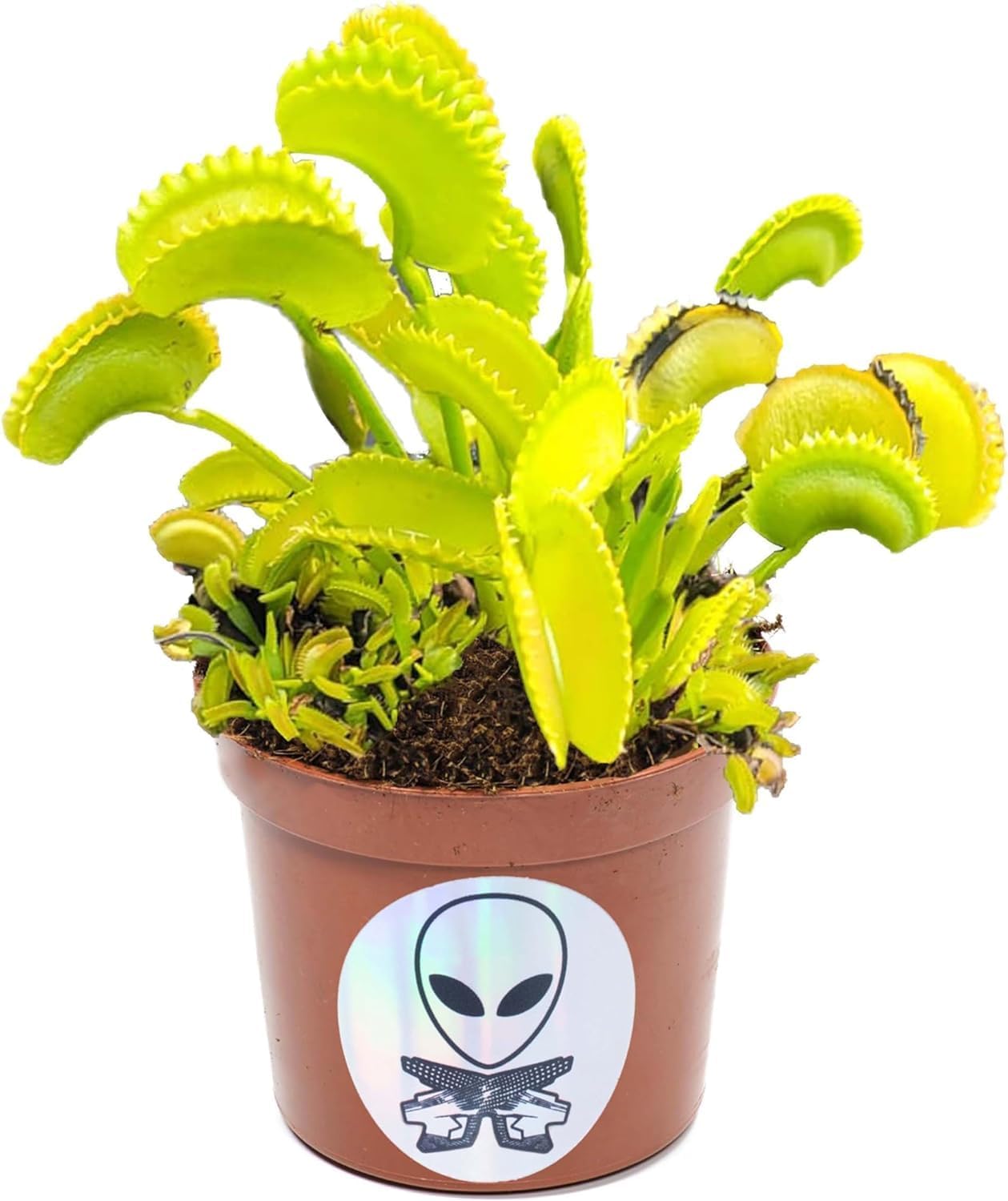 Venus Flytrap - Venus Form - Carnivorous Bug Eating Philippines | Ubuy