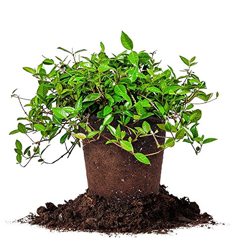 Asian pear tree - How to grow & care