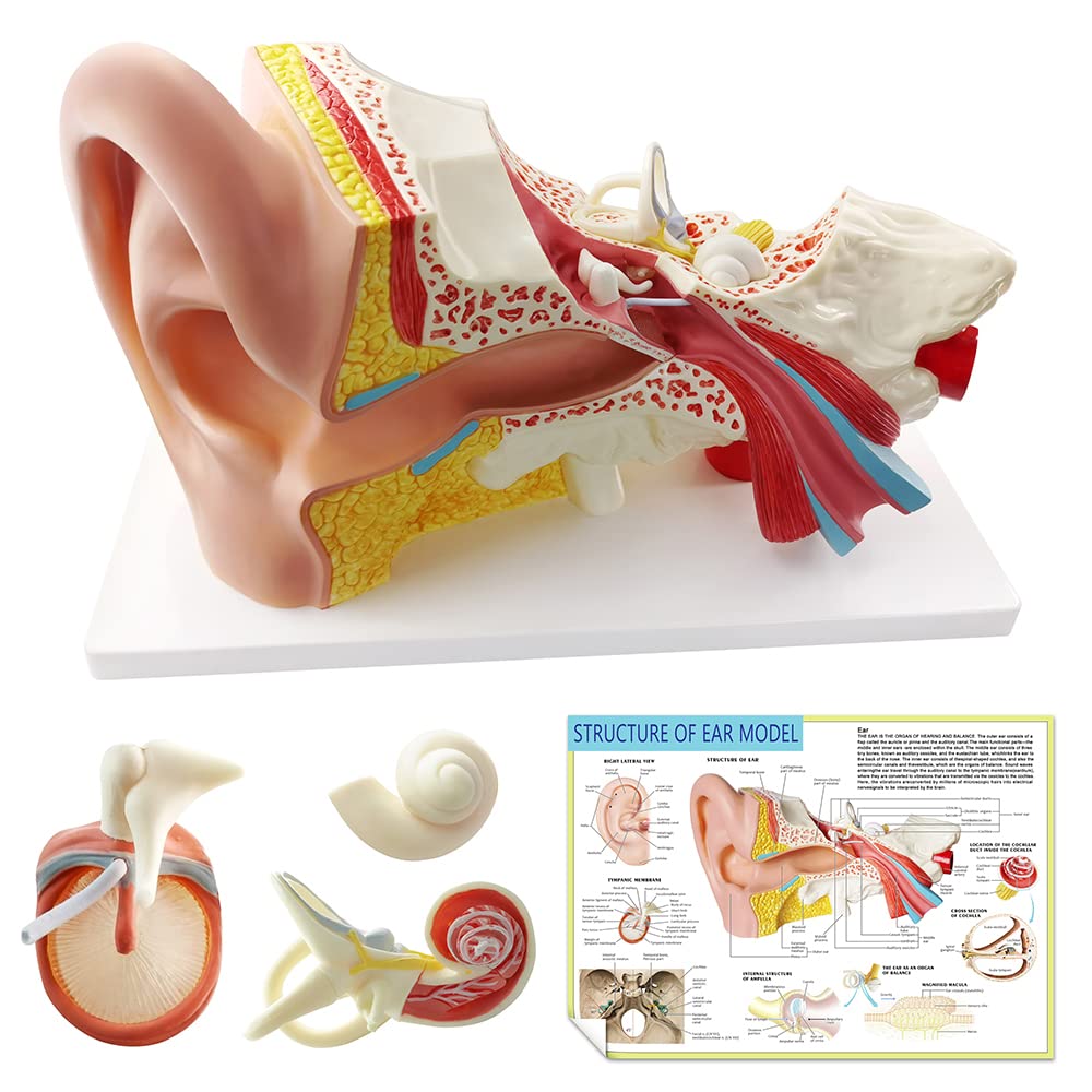 Ear Outer Anatomy Stockvector Human Ear Anatomy. Ear Structure