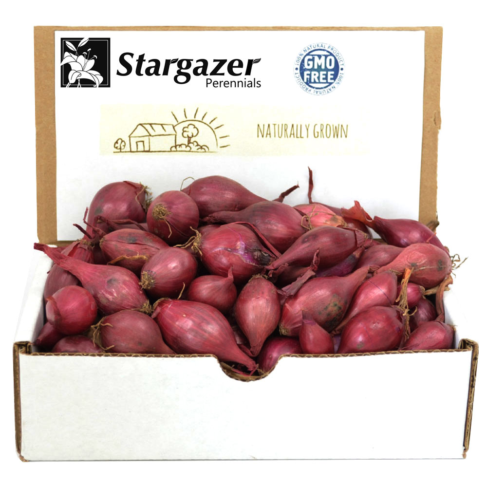 Watch Easy To Grow Red Baron Onion Sets on Amazon Live