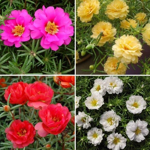 Mphmi Seedless Plant Landscaping Plants Portulaca Garden Pack (4 Plants ...