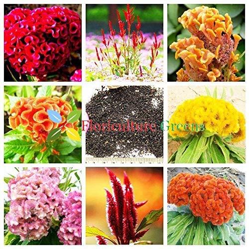 Floriculture Greens Cockscomb Flower Seeds for outdoor usage : Amazon ...