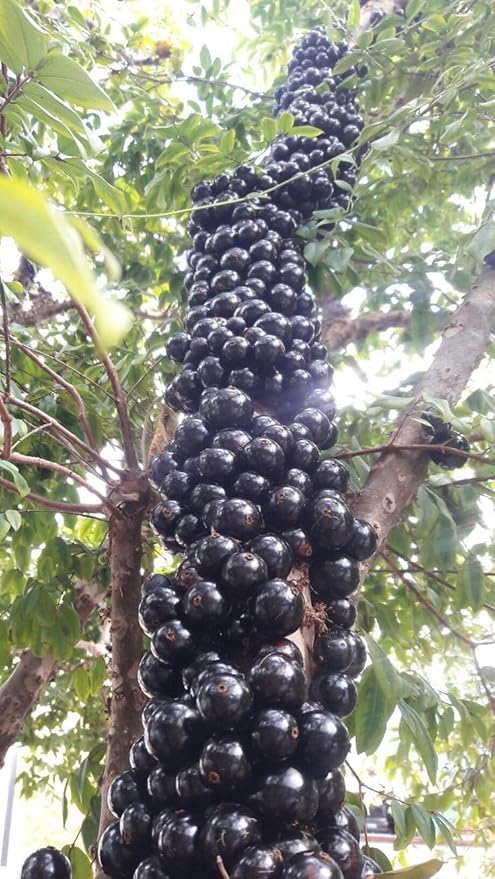 Thai Black Jamun"Grafted hybrid Outdoor Fruit & Fruit Tree Common House ...