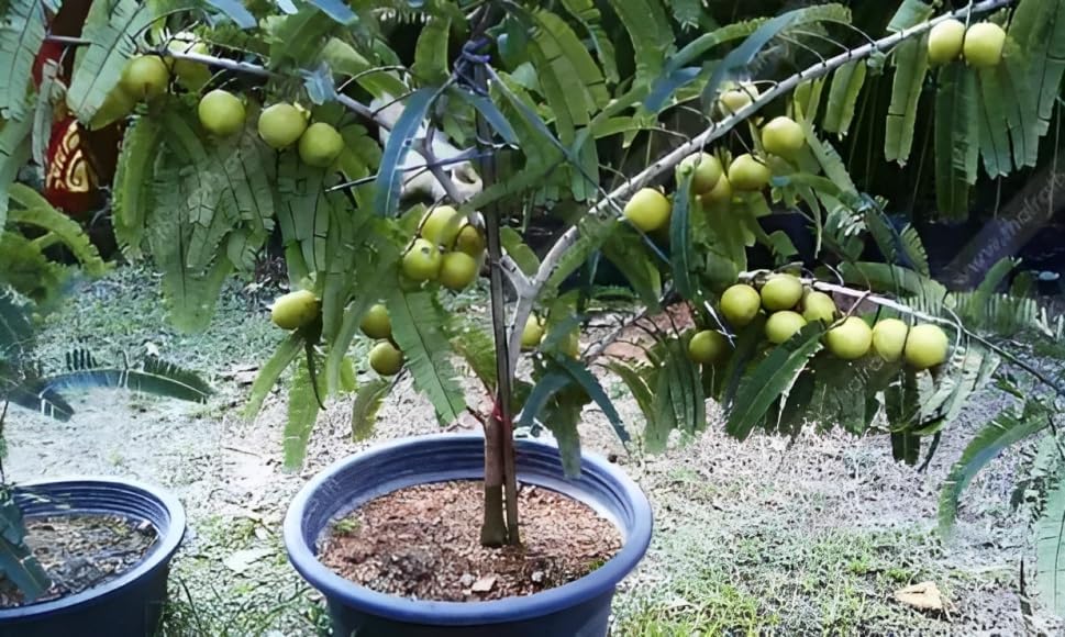 Eroanvia amla plant hybrid all seasons Indian Gooseberry Clone Tyep ...