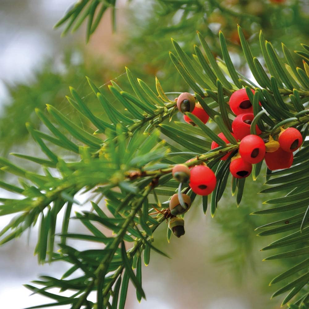 Outdoor Garden English Yew Hedging Hardy Garden Plants, Native ...