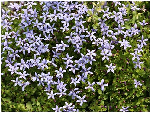 Bodendecker Blauer Stern – Die 15 besten Produkte im Vergleich - Heim ...