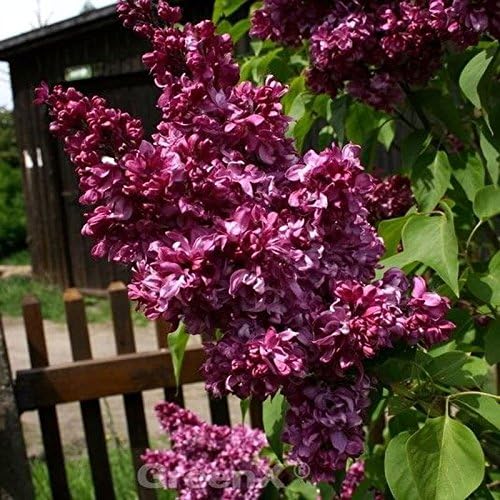 Kanadische Flieder Red Wine 30-40cm - Syringa prestoniae - lebende ...