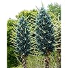 Amazon.com : 15 Sapphire Tower Seeds for Planting - Grow Rare and Hard ...
