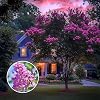 Amazon.com : Crape Myrtle Twilight | 1 Extra Large Trade 3 Gallon Plant ...