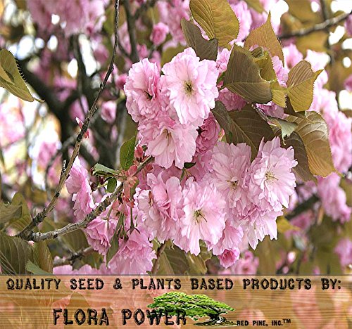 Japanese Sakura Flowering Cherry Prunus Serrulata Tree Seed Tree Seeds ...