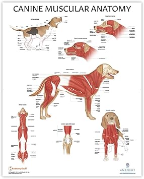 Amazon.com: Anatomy Lab Canine Muscular Anatomy Poster, LAMINATED ...