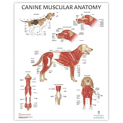 Anatomy Lab Canine Muscular Anatomy Poster, Bahrain | Ubuy