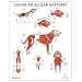 Amazon.com: Anatomy Lab Canine Muscular Anatomy Poster, LAMINATED ...
