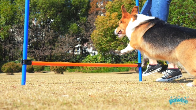 Dog Agility PVC Hurdle Jump - FORMUFIT Horse Jumps