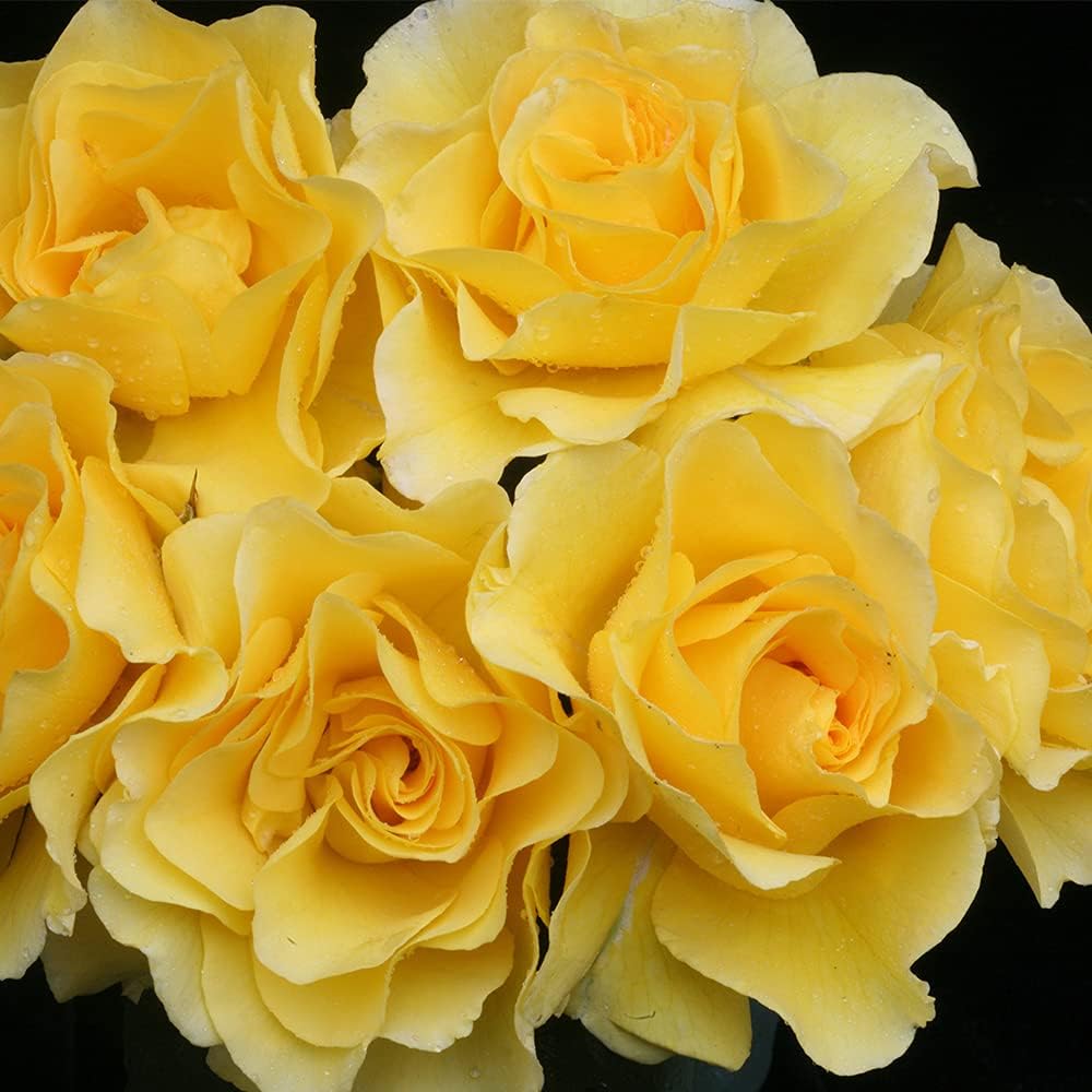 Amazon.com : Heirloom Roses Rose Plant - Sparkle & Shine™ Yellow Rose Bush, Floribunda Live ...
