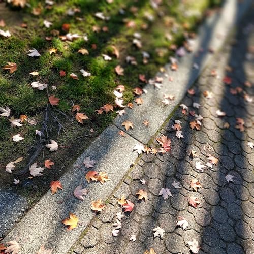 Amazon Music - Simon Yangの落叶 - Amazon.co.jp