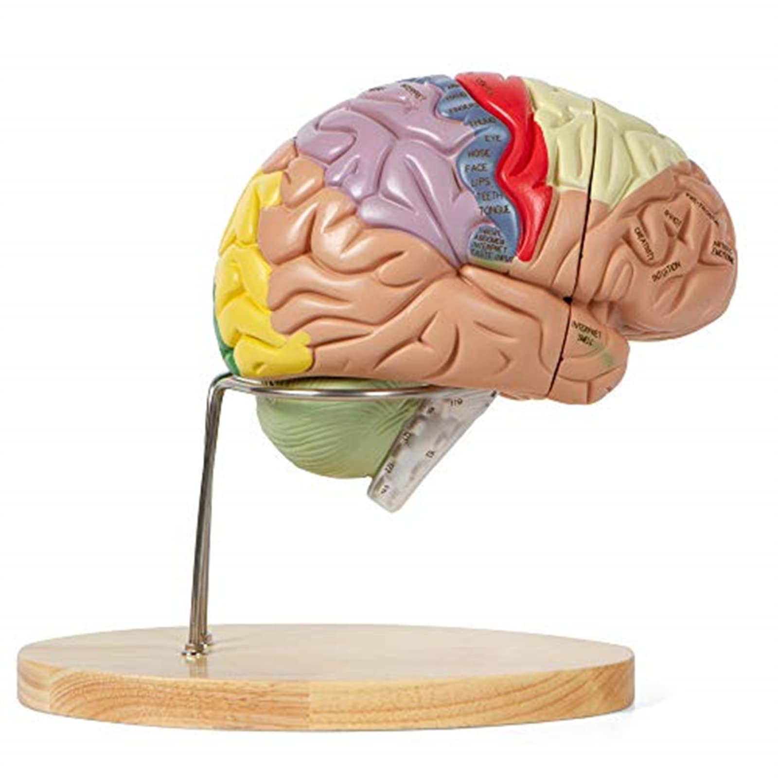 Buy Human Brain Anatomy Model, 1:2 Life-Size Anatomy Model, 4 Parts ...