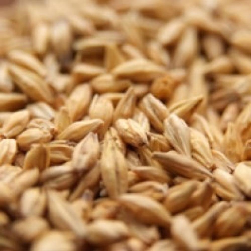 Amazon.com : Weyermann Dark Munich Malt - 1 LB, Uncrushed : Everything Else