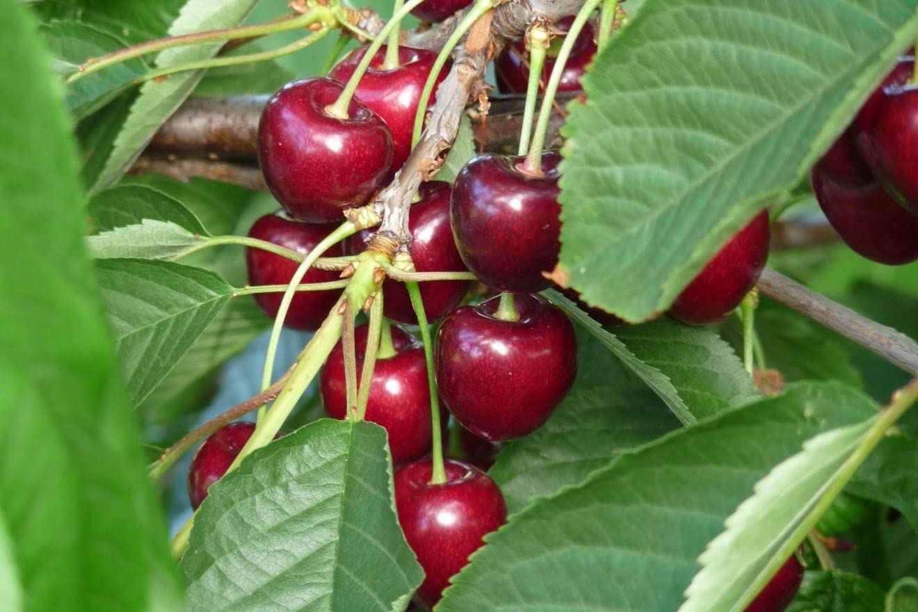Buy Direct s Mini Dwarf Prunus Kordia Cherry Fruit Tree Perfect for ...