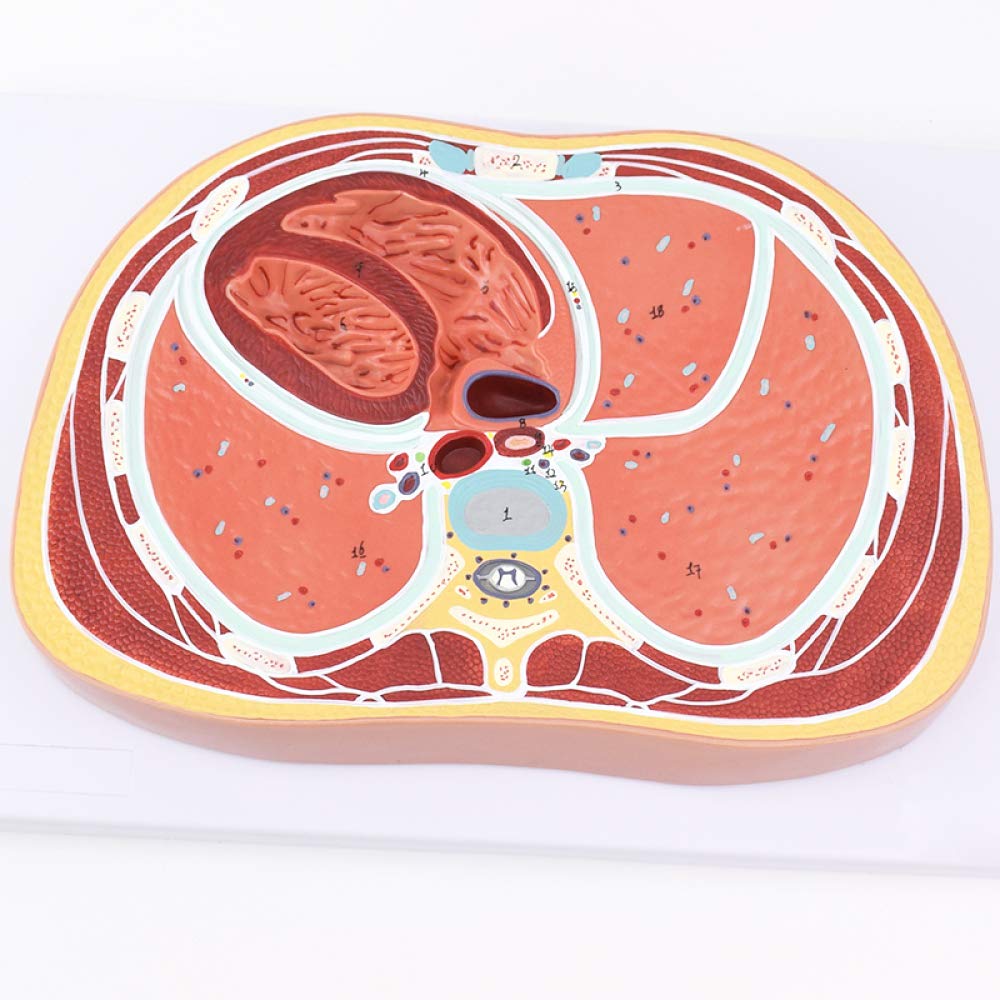 Yuanzhou Human Thorax Transection Model Cardiopulmonary Model Human ...