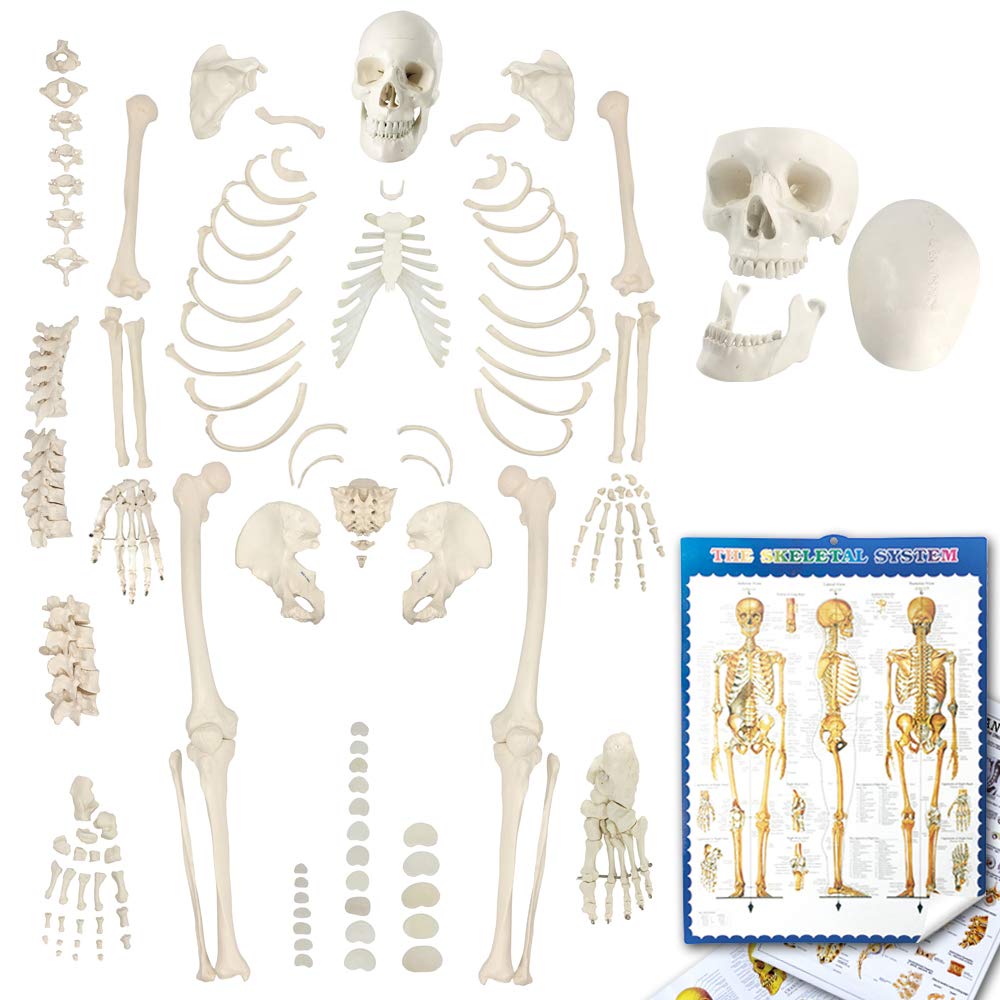 Evotech Disarticulated Human Skeleton Model For Anatomy 67 inch High ...