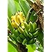Grand nine G9 Banana Fruit Plant Kela Tree Live Plant Original Hybrid ...