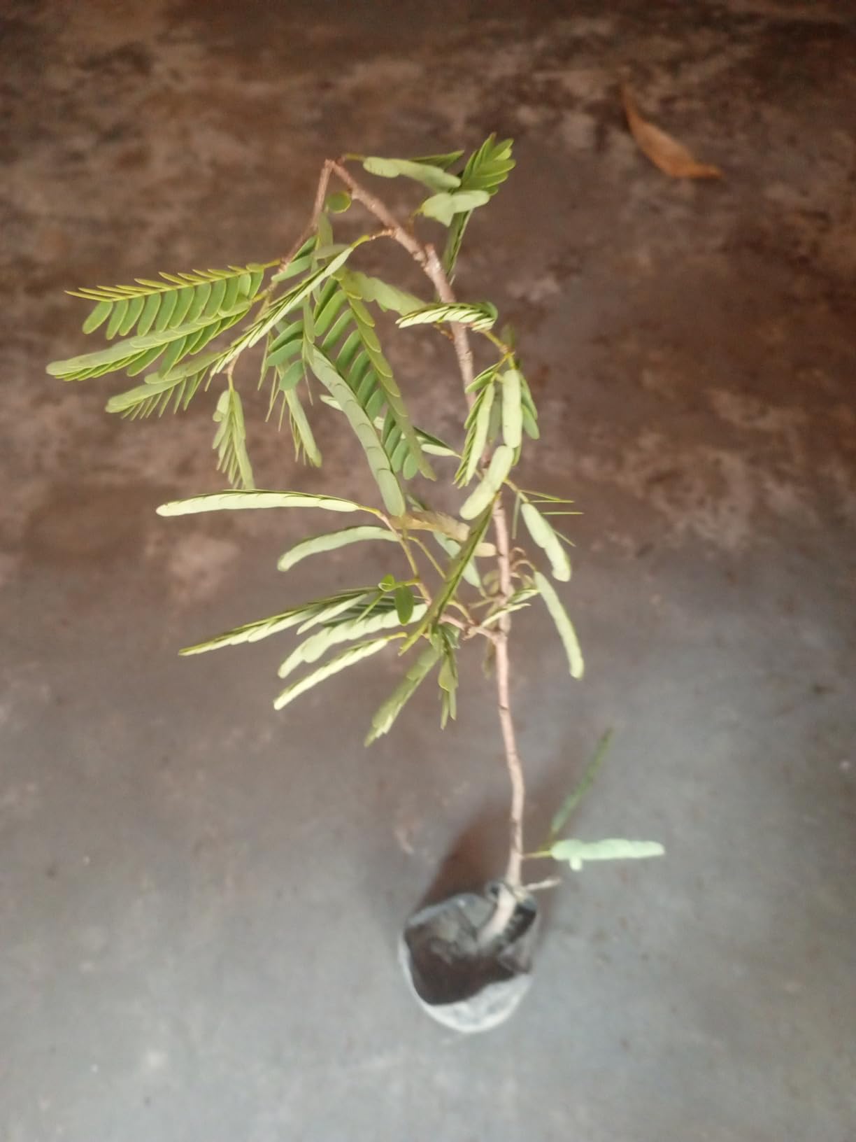 Thai Sweet and Red imli Tetul Plant HYBRID Grafted - Hot/Warm Growing ...