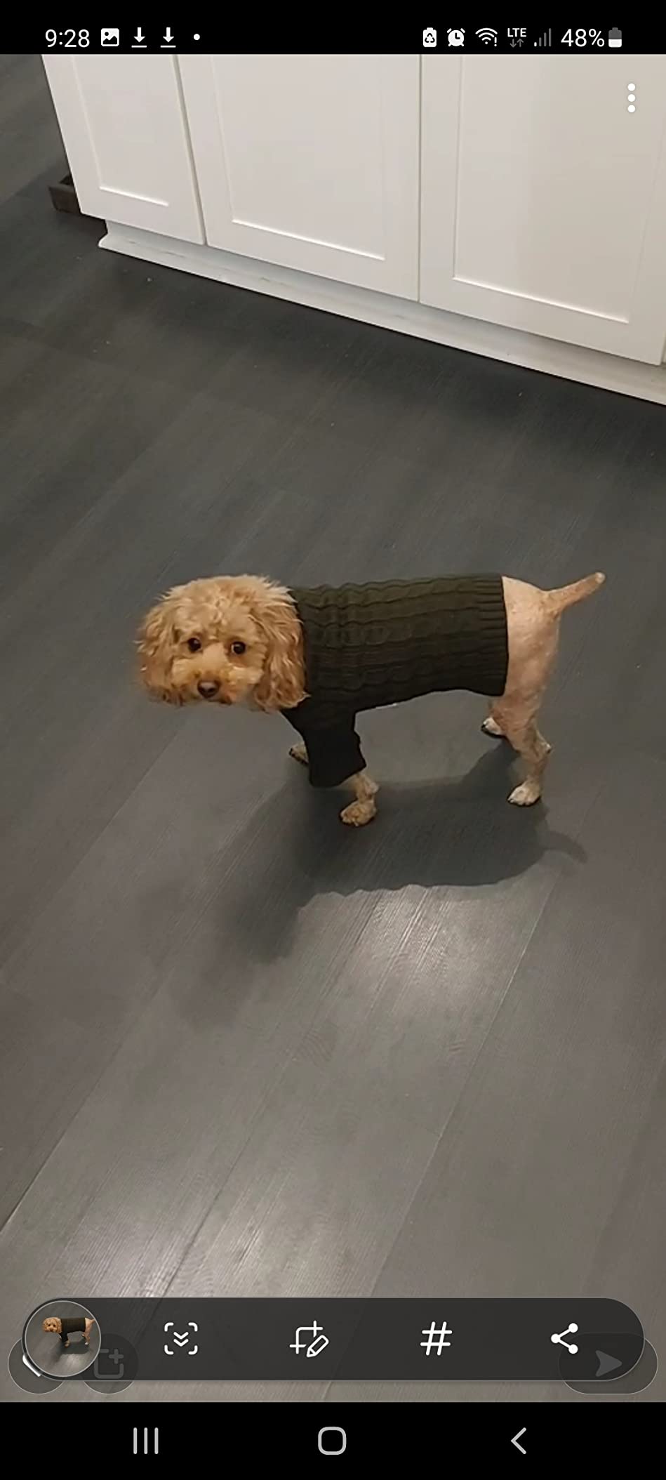 $3/mo - Finance Stinky G Turtleneck Dog Sweater | Buy Now, Pay Later