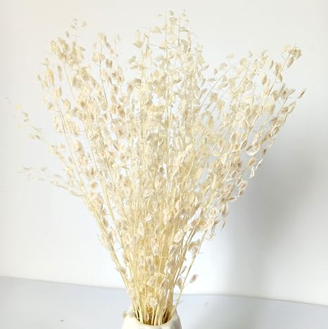 Amazon.com: Dried Flowers Mini Lunaria Natural Bleached White Lepidium ...