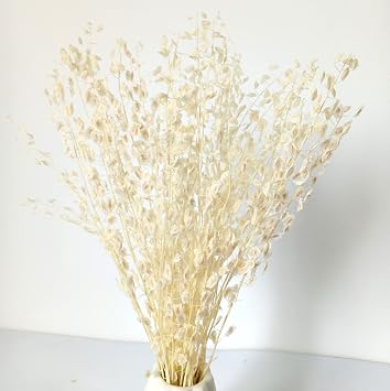 Amazon.com: Dried Flowers Mini Lunaria Natural Bleached White Lepidium ...