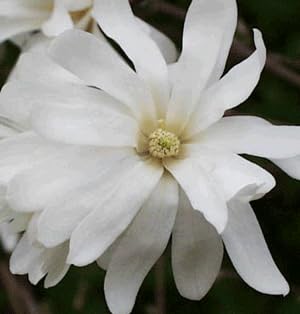 Magnolia stellata - Star Magnolia 19cm Pot Size : Amazon.co.uk: Garden