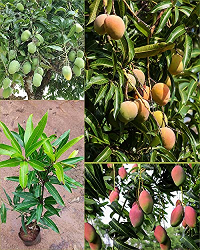 Trothic Gardens Dwarf Rare Nasik Pasanth Fruit Tree Live Plant For ...