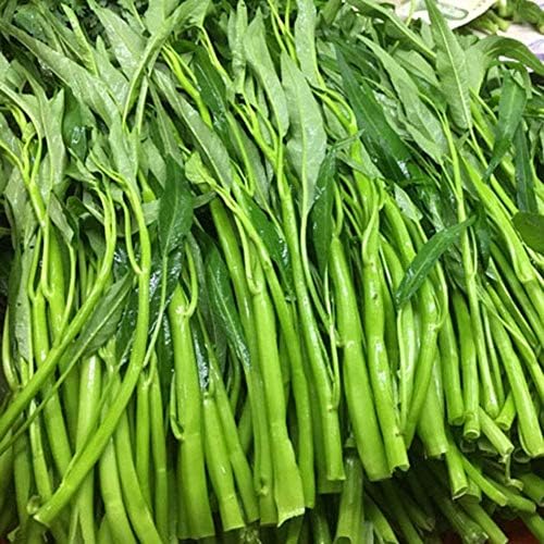 Kalmi saag seeds (400 seeds) : Amazon.in: Garden & Outdoors