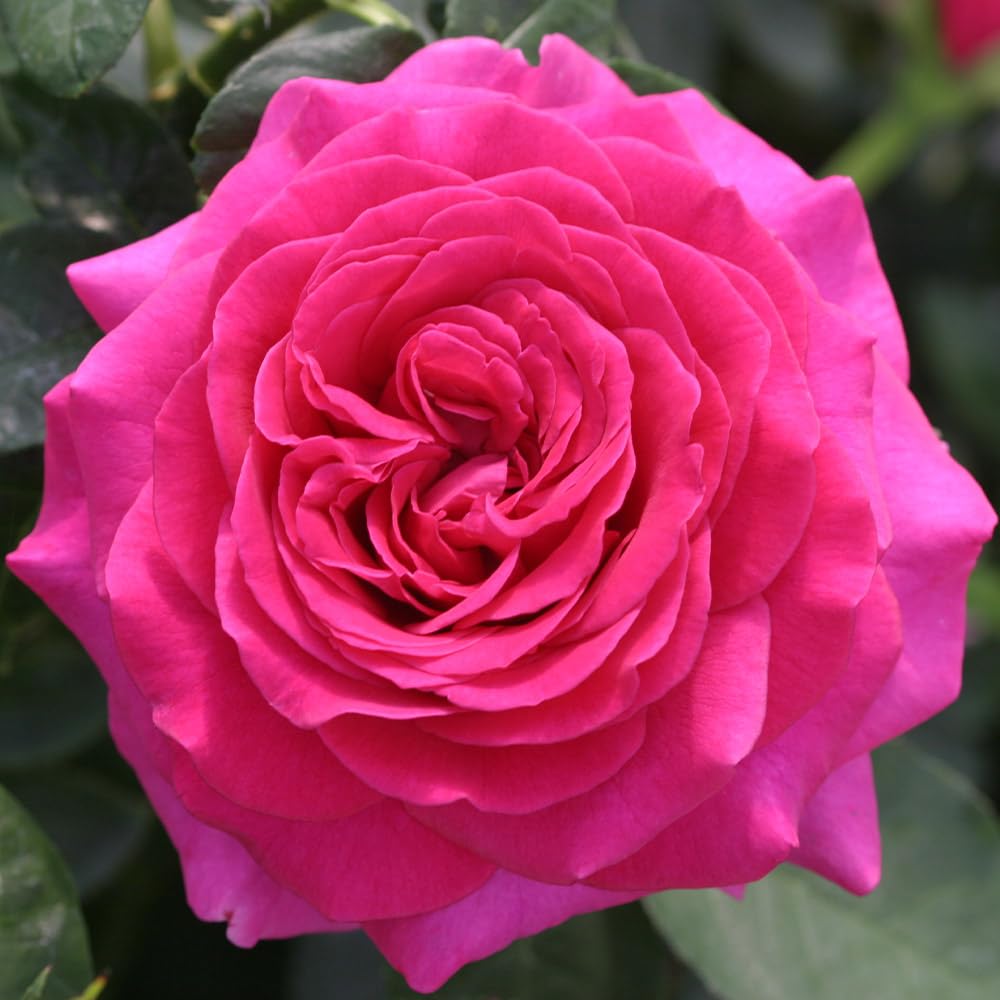 Amazon.com : Heirloom Roses Shrub Rose Bush - Princess Elise™ Live Pink ...