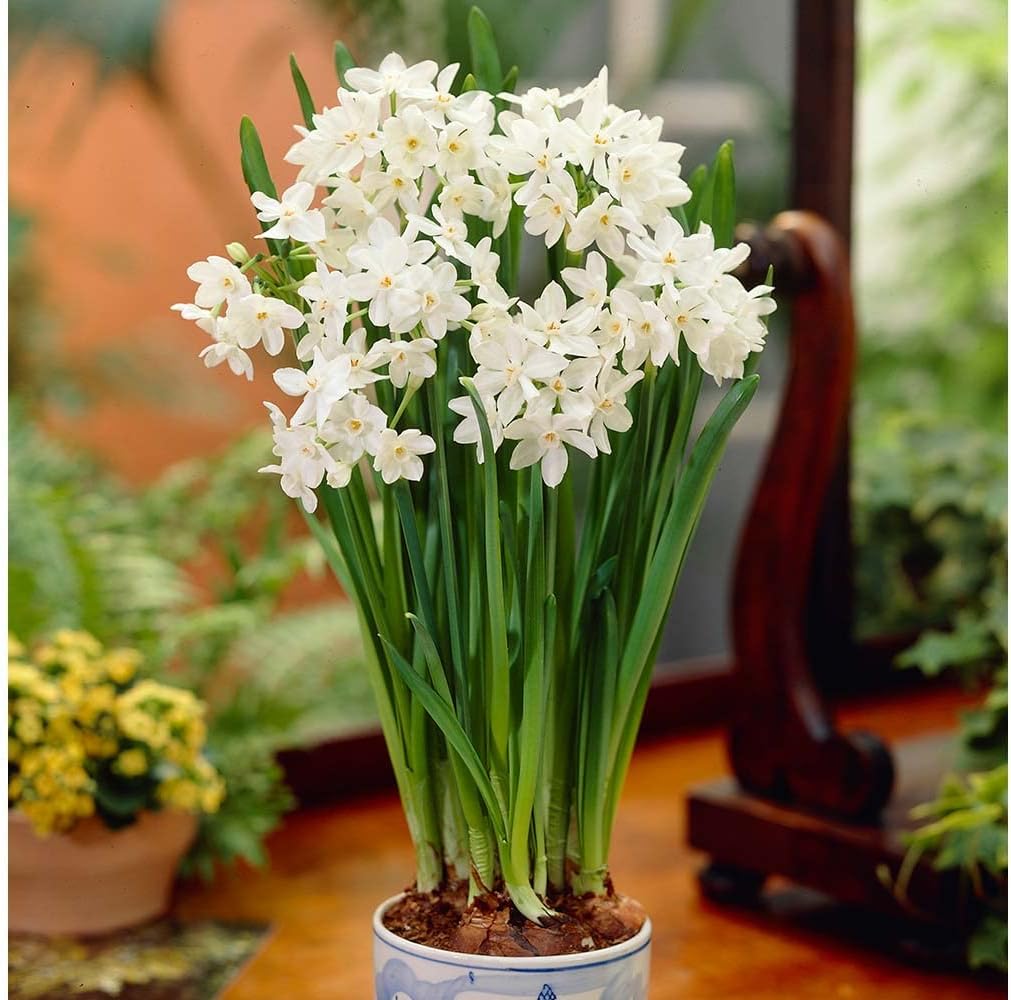 Amazon.com : 10 'Ziva' Paperwhites Flower Bulbs 14/15cm Bulbs ...
