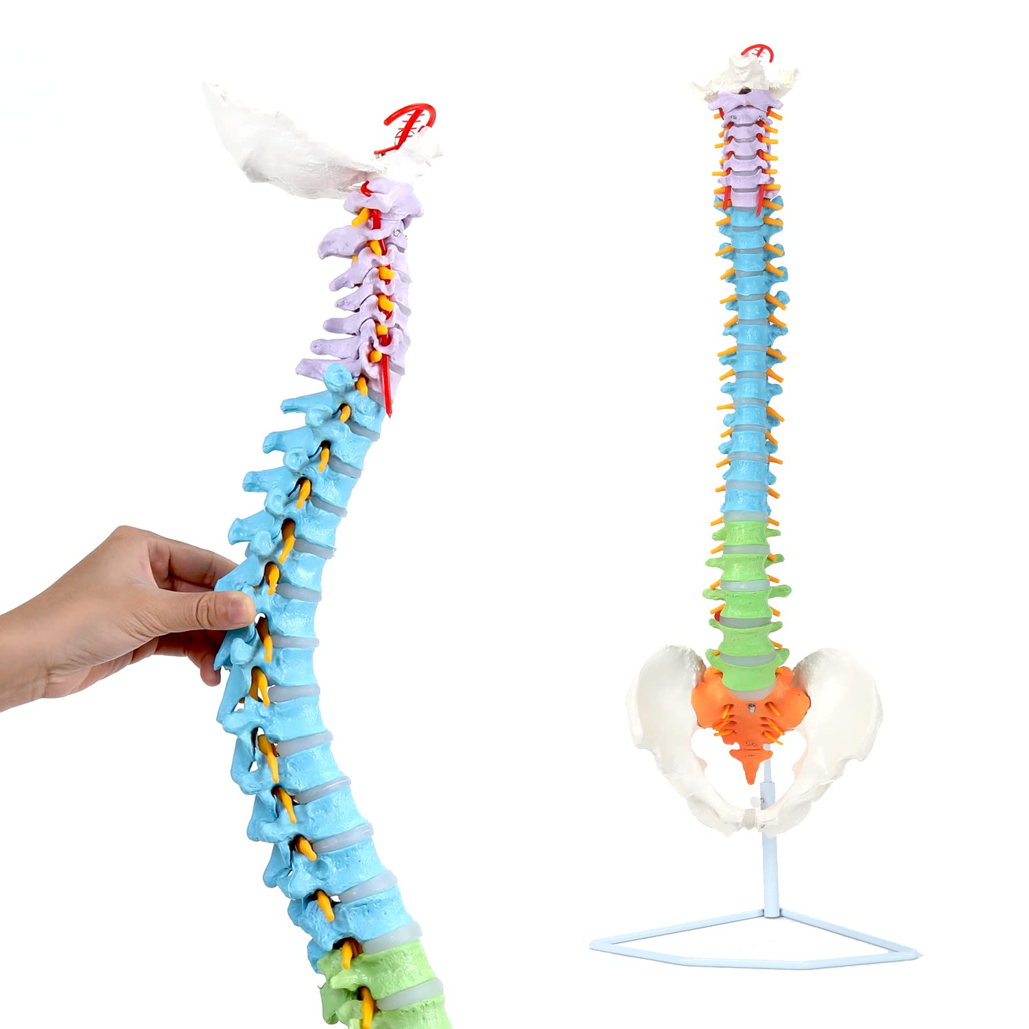 Buy Spine Model, Life Size 34 Inch Spine Model, Flexible Spine ...