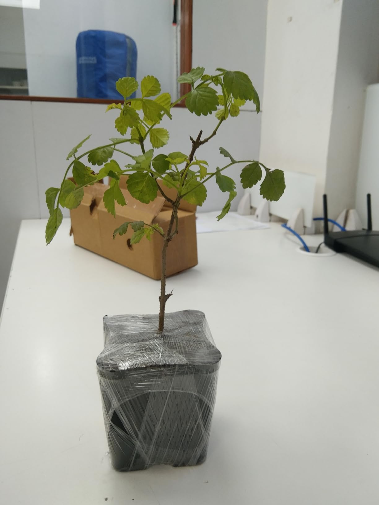 EverSneh Live Red Tecoma/Tikoma Flower Plant With Pot - For Garden ...